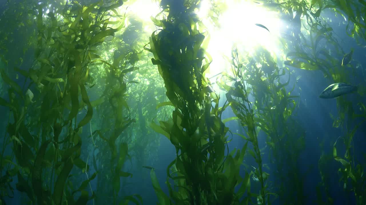 The Seaweed Company Capturing the value of seaweed